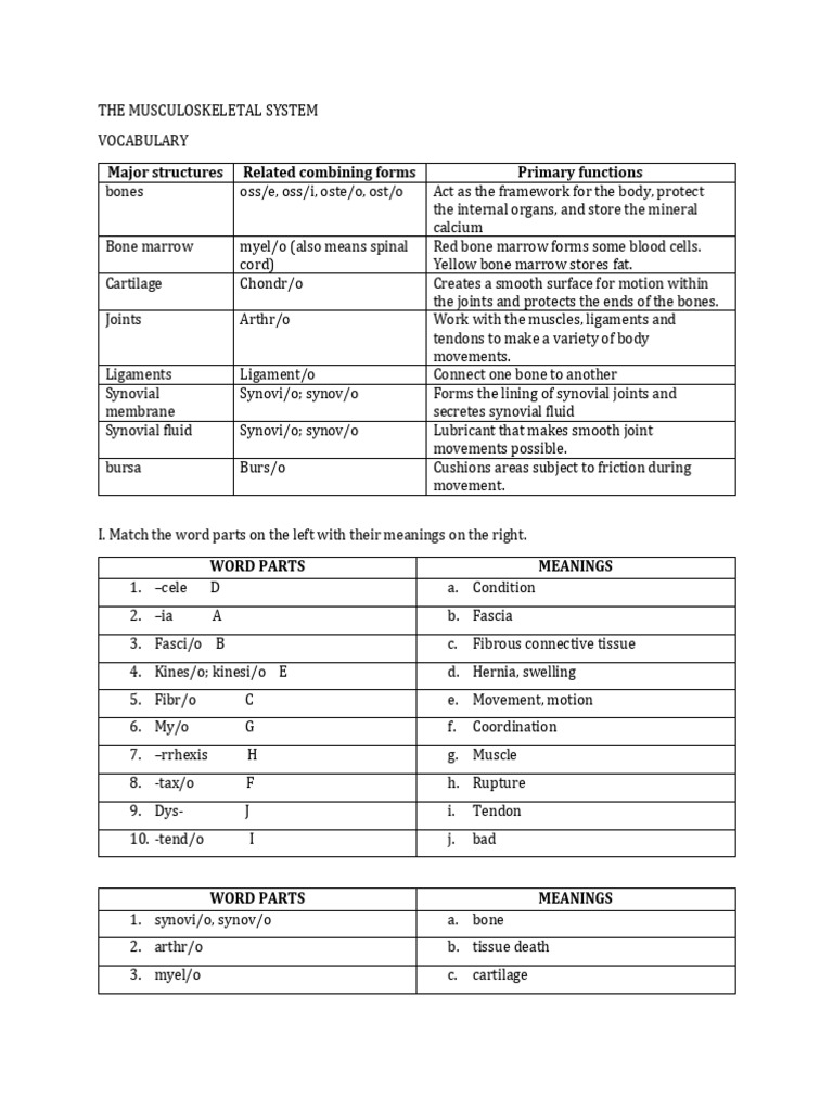 Musculoskeletal System Terminology | PDF | Human Musculoskeletal System ...