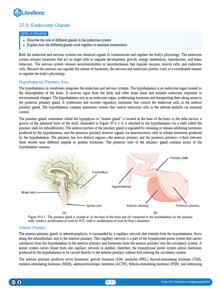 Endocrine Glands and Their Functions | PDF | Pituitary Gland | Adrenal ...