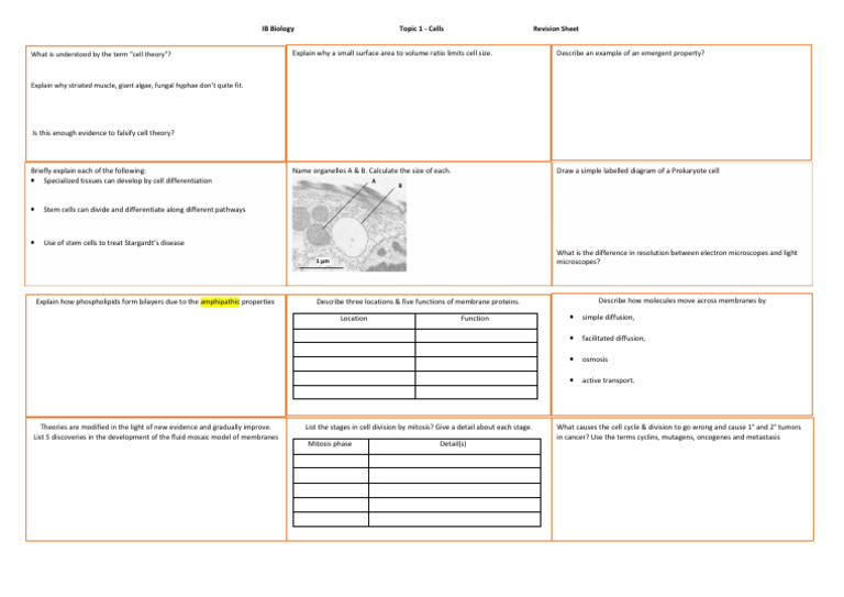 IB Biology Cell Structure Revision Guide | PDF | Cell (Biology) | Cell ...