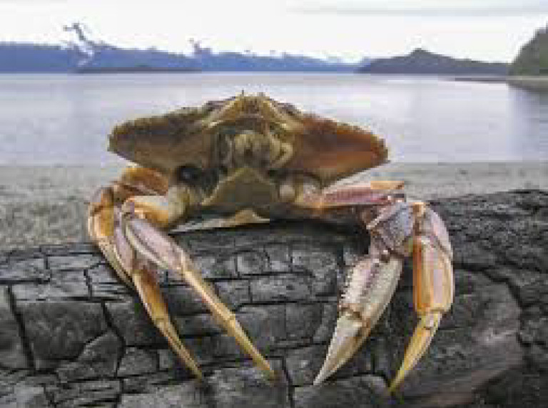 Crab | PDF