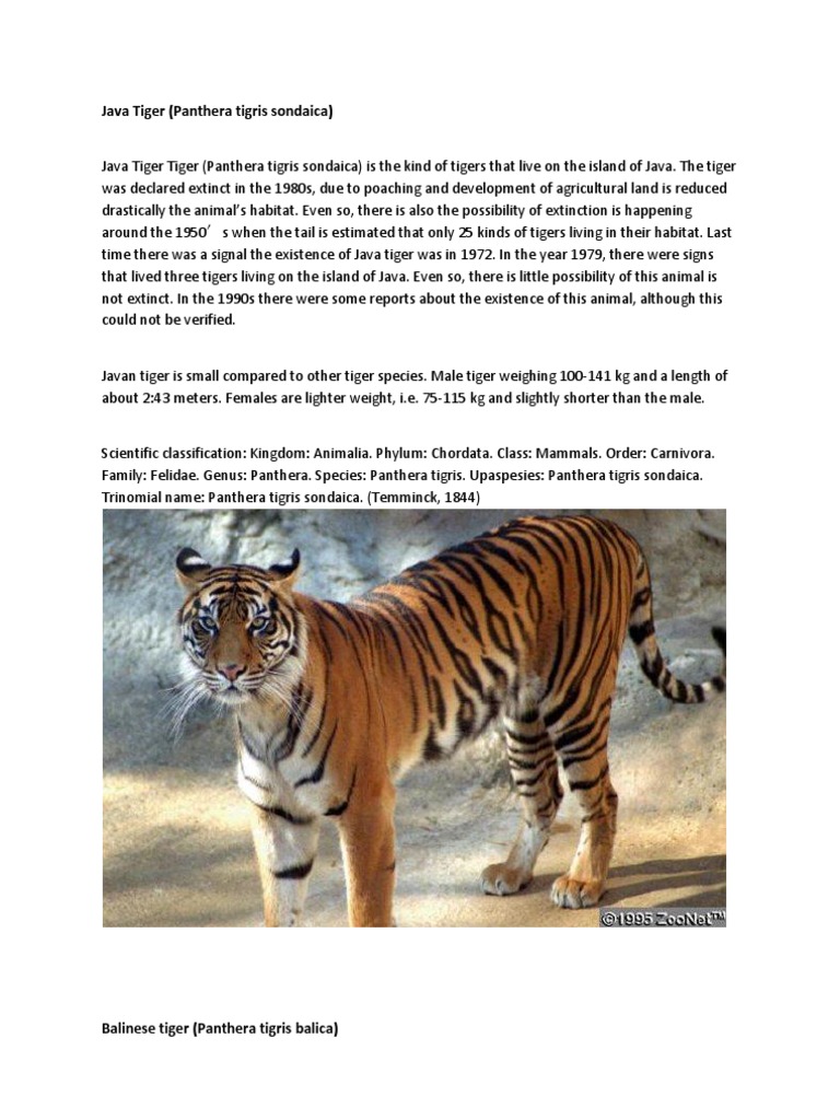 Java Tiger | PDF | Tiger | Fauna Of Asia