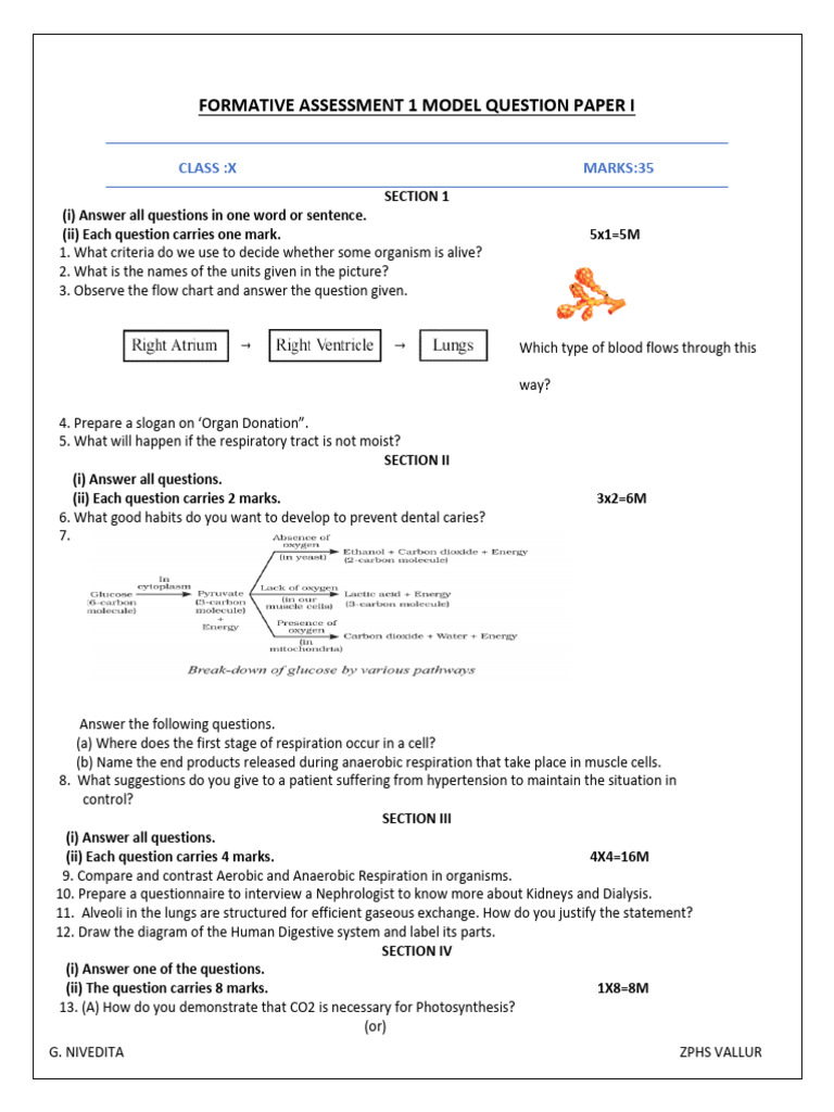 Formative Assessement 1 Model Question Paper | PDF | Digestion ...