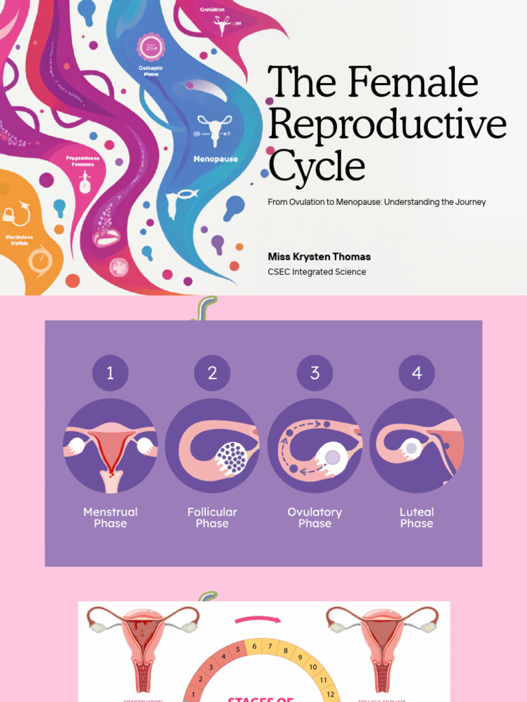 Female Reproductive Cycle | PDF | Menstrual Cycle | Animal Female ...