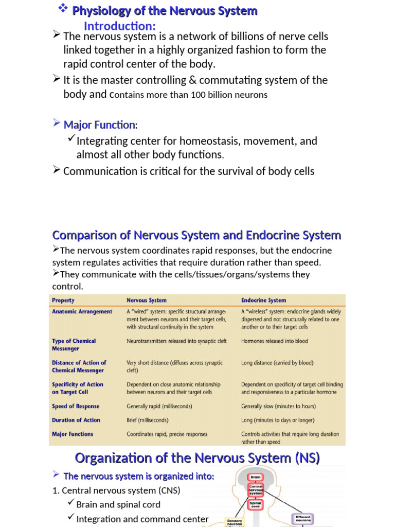 The Nervous System PPT by Kidanie | PDF | Central Nervous System ...