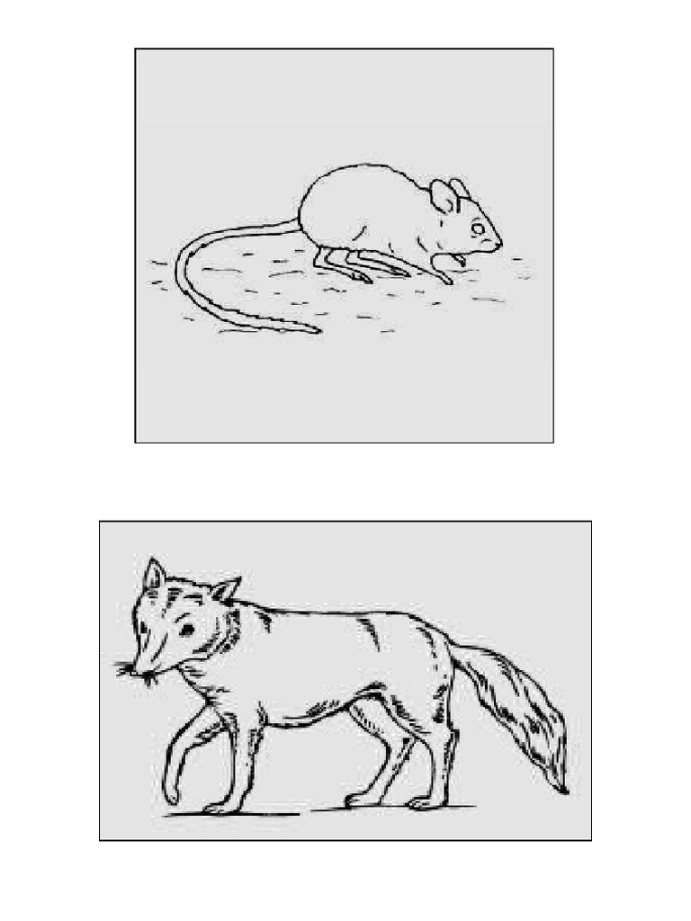 Mouse Fox | PDF
