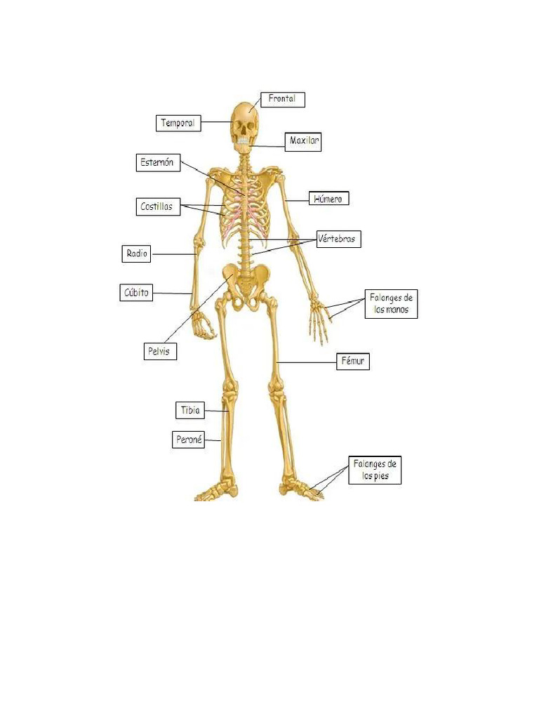 Laminas de Posiciones Anatomicas Con Nombres Del Sistema Oseo y Columna Vertebral | PDF