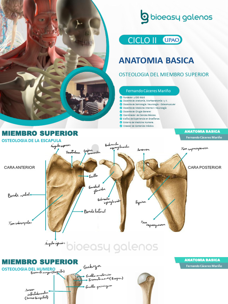 Osteologia Del Miembro Superior (Apuntes) | PDF