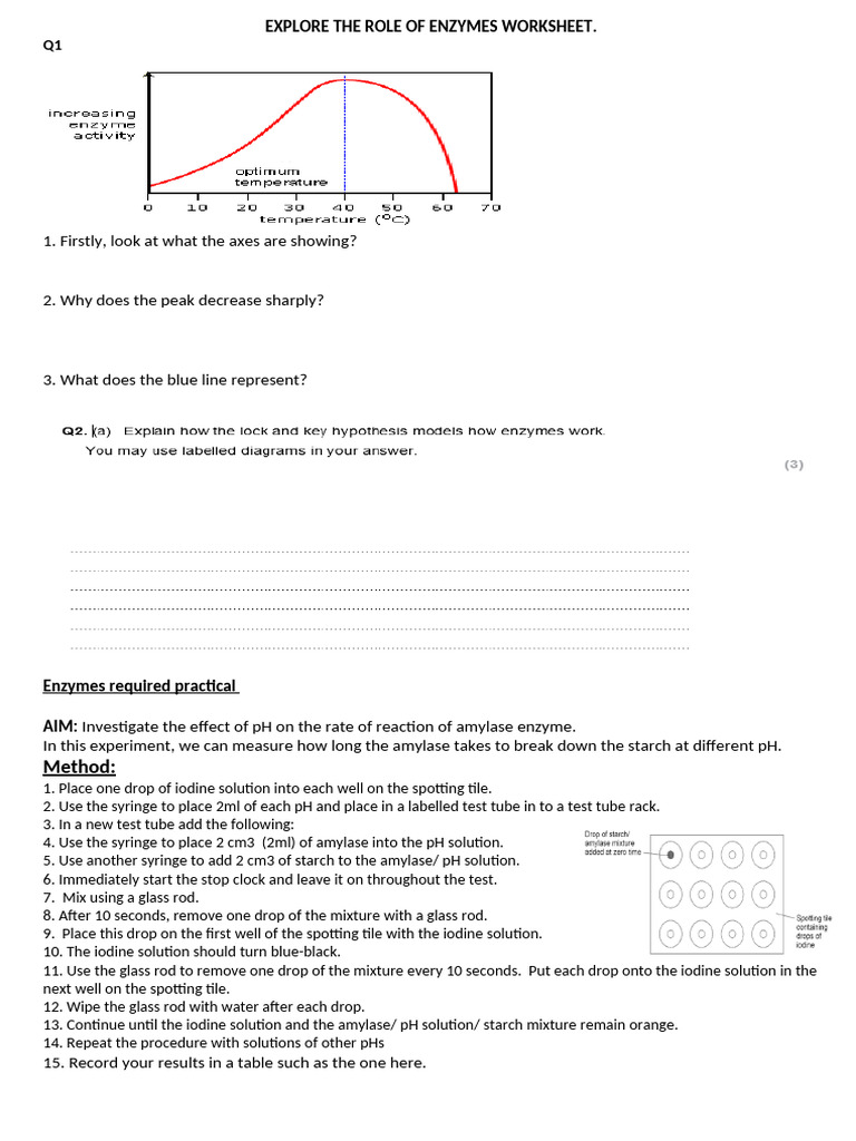 Explore The Role of Enzymes Worksheet | PDF