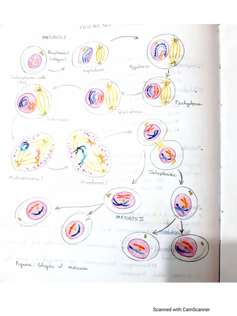 Histology Practical | PDF