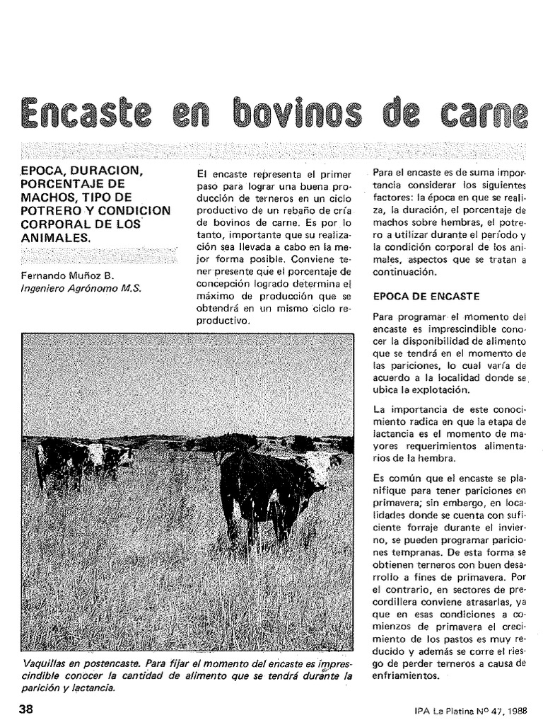 Importancia del encaste en bovinos | PDF | Vacas | Biología