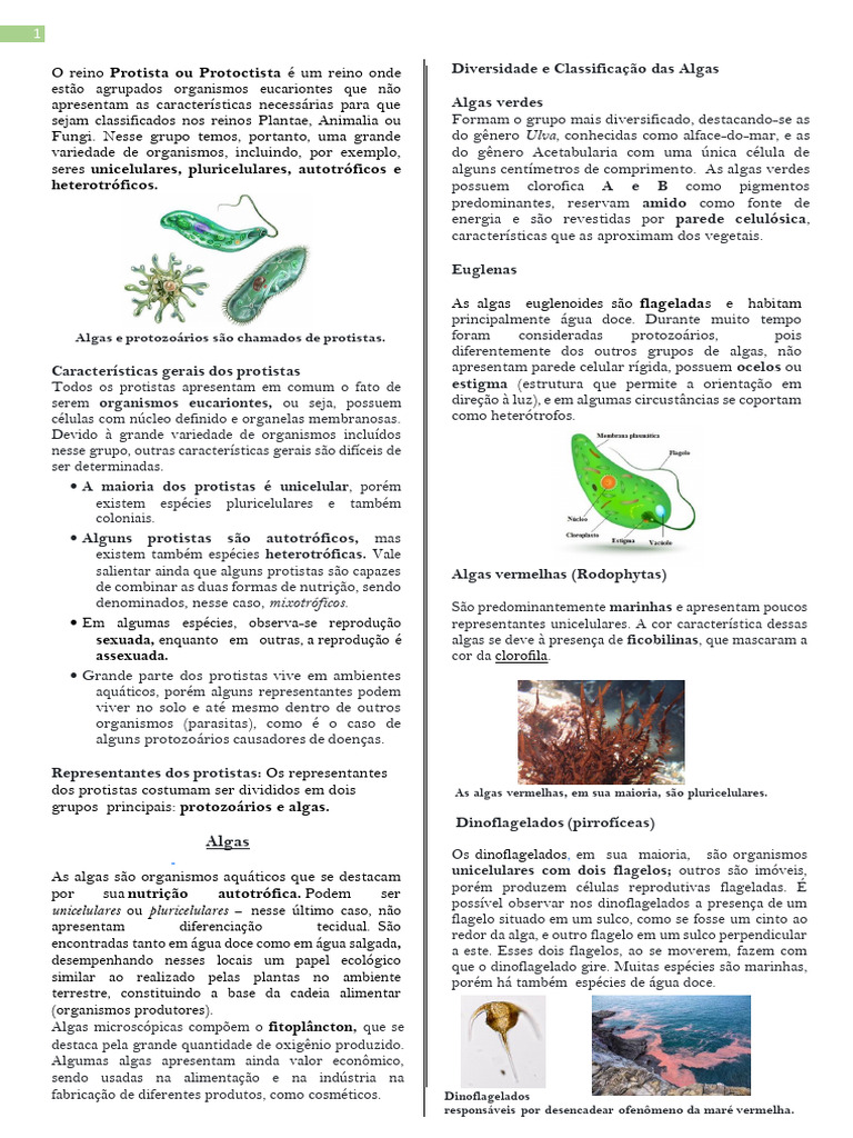 Características do Reino Protoctista | PDF | Algas | Protozoários