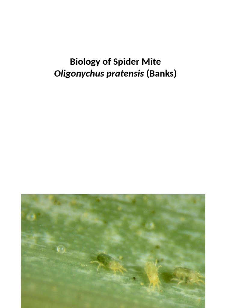 Spider Mite Biology and Management Guide | PDF | Agriculture