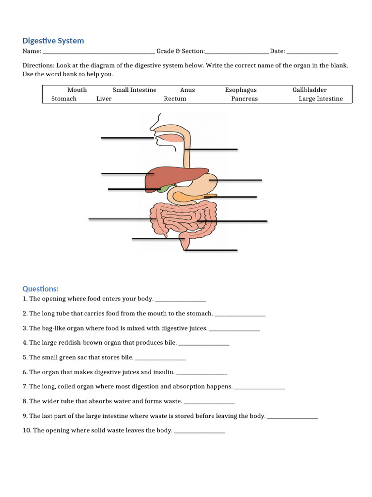 Digestive System Labeling Quiz | PDF