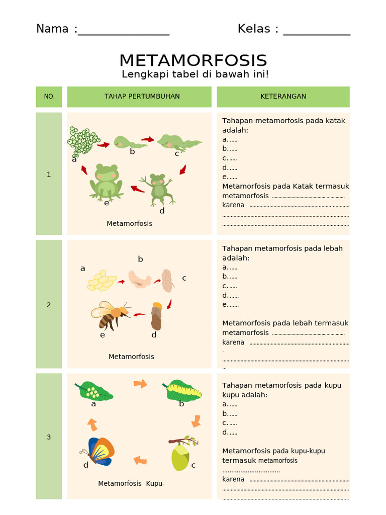 Tahapan Metamorfosis Katak, Lebah, Kupu-kupu | PDF