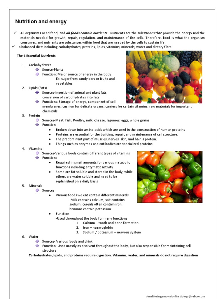 IGCSE Digestive System Overview | PDF | Digestion | Nutrients