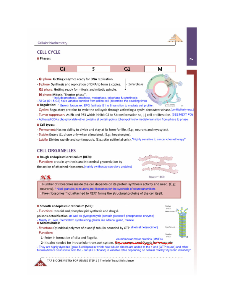 Cellular Biochemistry Modified | PDF