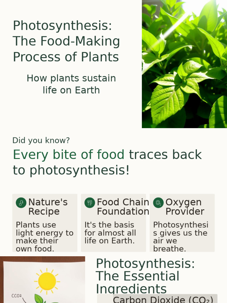 Photosynthesis The Food Making Process of Plants - PPTX 20250910 063426 ...
