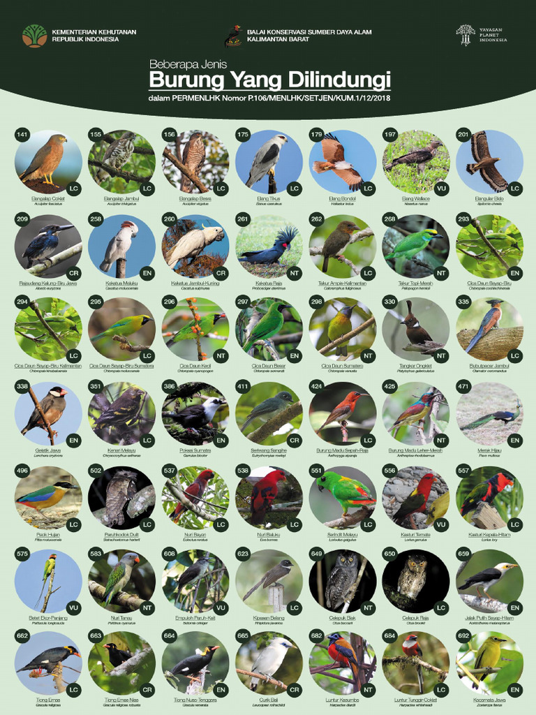 Poster Burung - WP | PDF