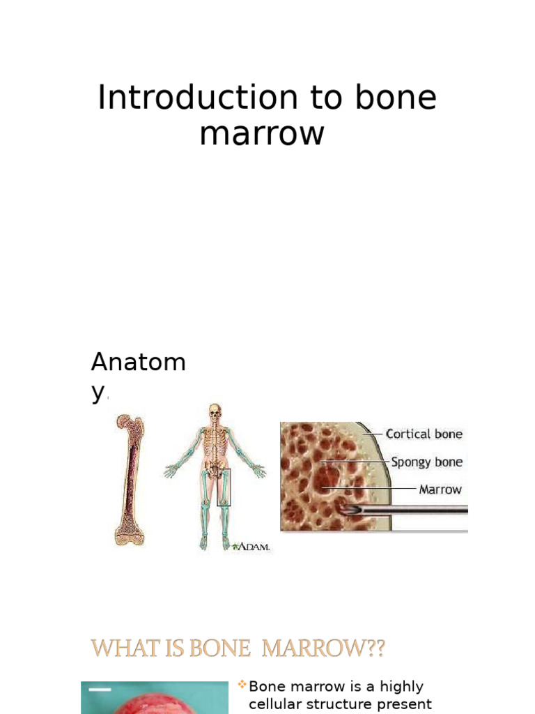 Overview of Bone Marrow Types | PDF