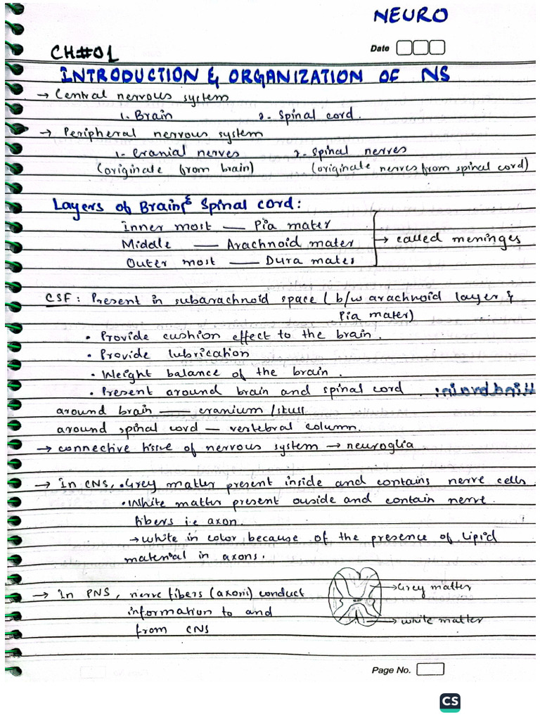 Neuro Anatomy CH 1-7-1 | PDF