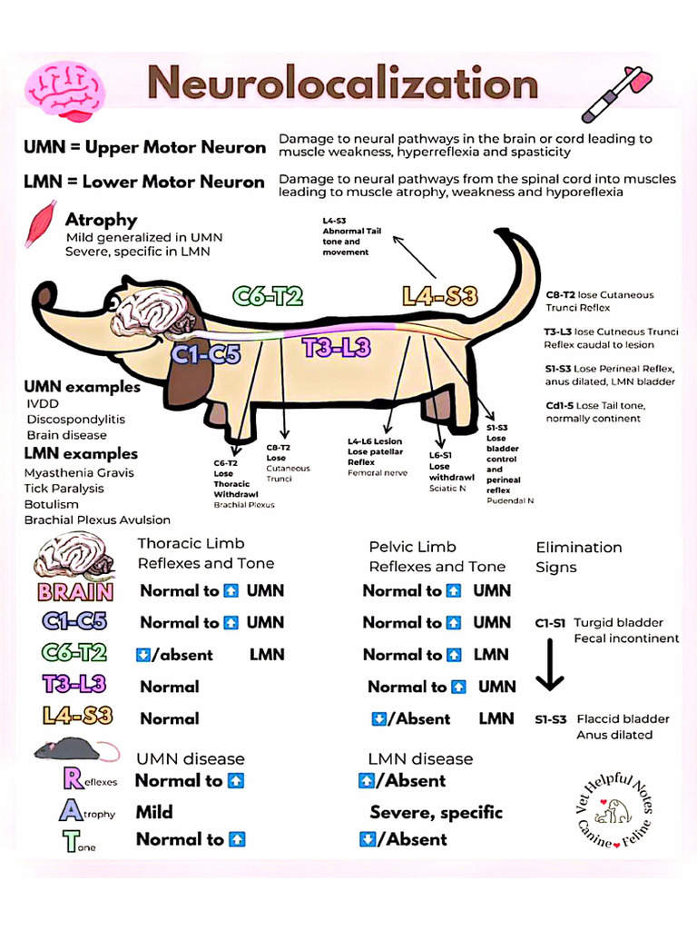 Neurolocalization Pet Animal | PDF