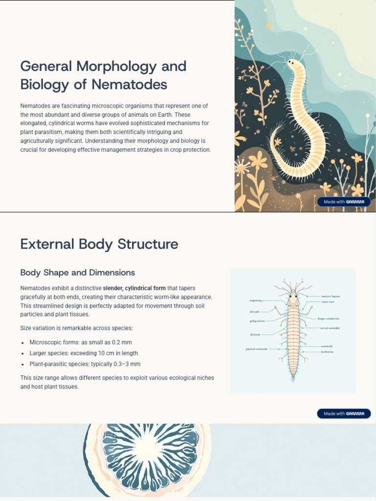 Nematode Morphology and Reproduction | PDF | Nematode | Reproductive System
