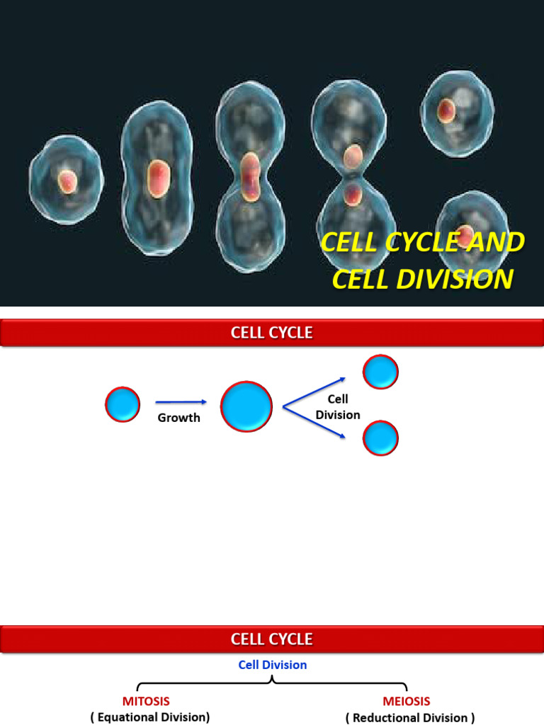 Understanding Cell Cycle and Division | PDF | Meiosis | Mitosis