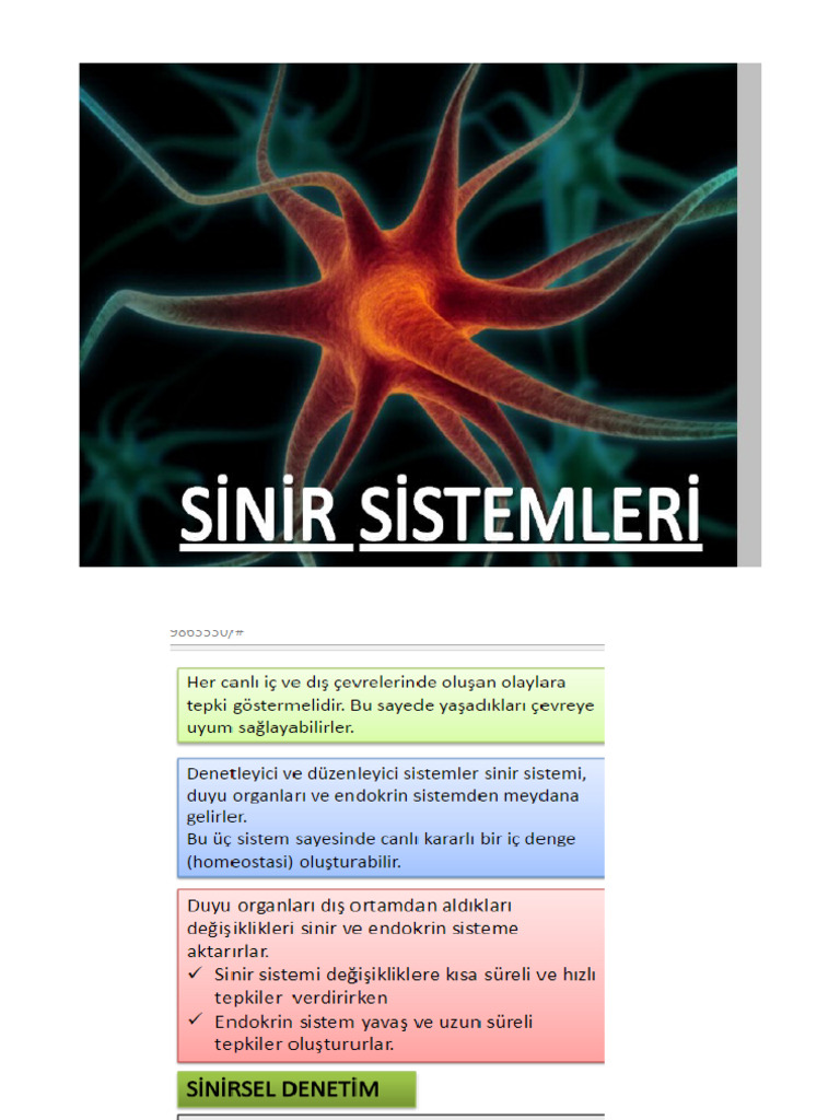 Sinir Sistemi Slayt | PDF