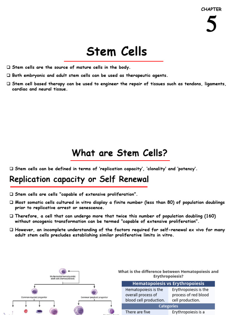 Understanding Stem Cells and Their Potency | PDF | Cell Potency | Stem Cell