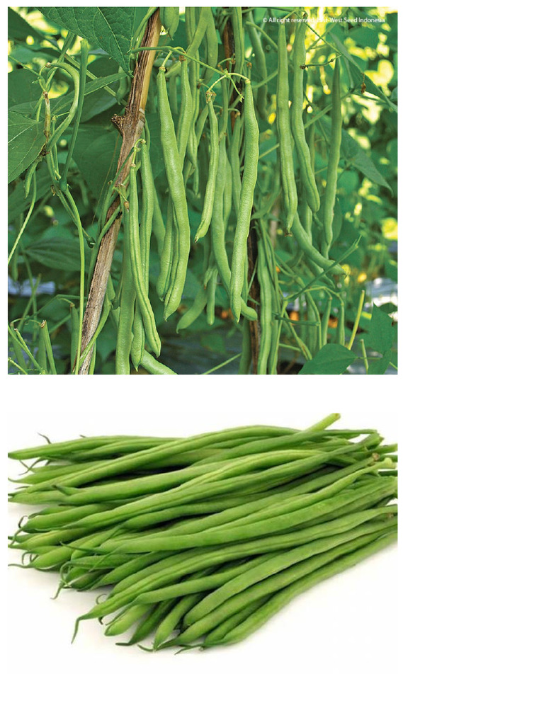 Desain Tanpa Judul - 20250914 - 174639 - 0000 | PDF