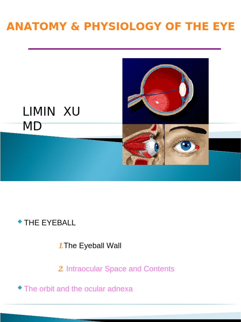 Eye Anatomy and Physiology Overview | PDF | Human Anatomy | Visual System