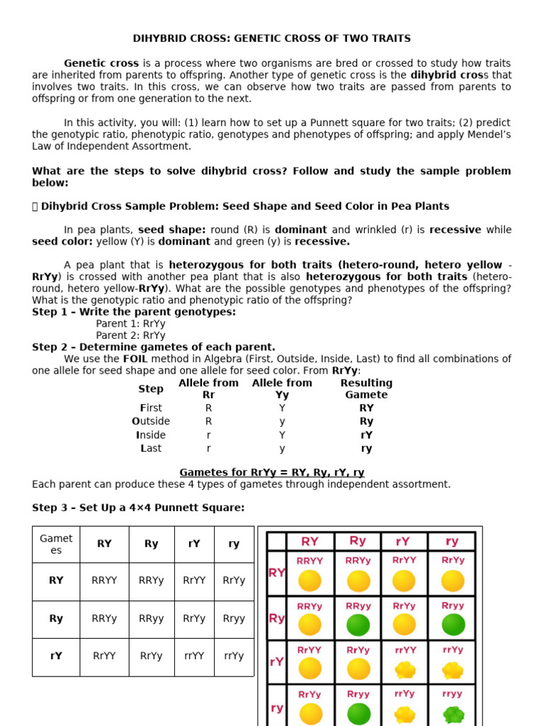 Dihybrid Cross: Two Trait Genetics Guide | PDF | Dominance (Genetics ...