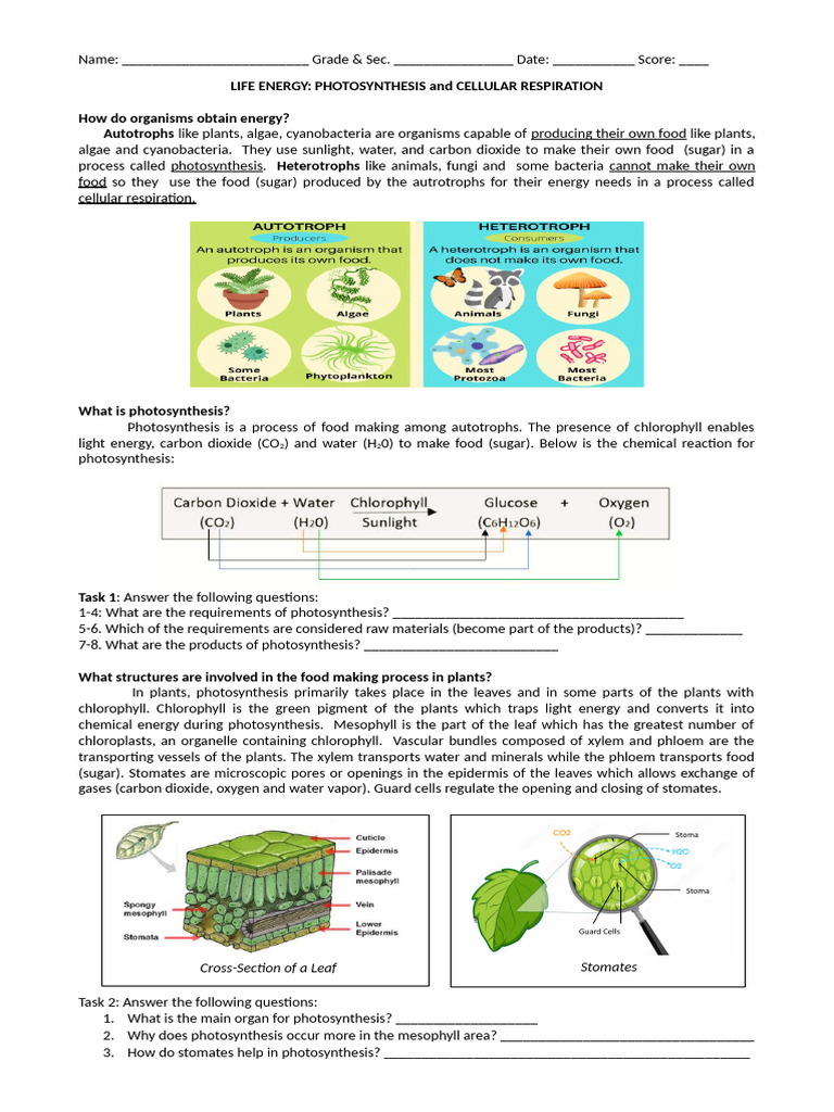Photosynthesis and Cellular Respiration Guide | PDF | Photosynthesis ...