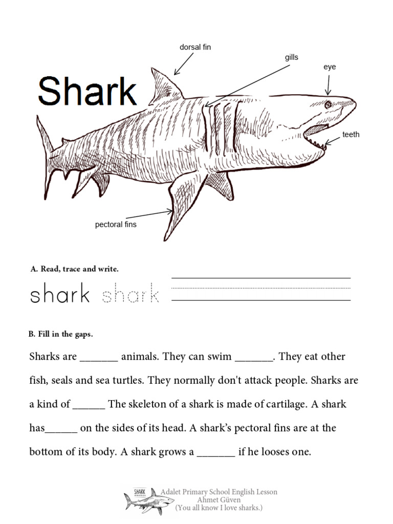 Shark Worksheet Ahmet Güven | PDF