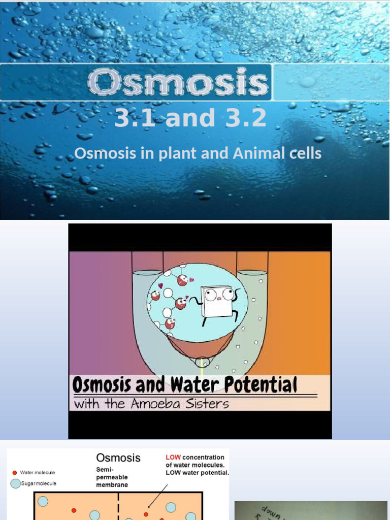 L2 Osmosis - 2025 | PDF