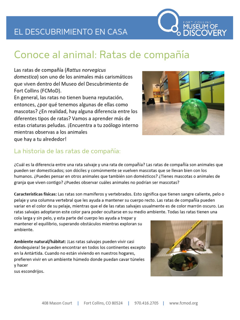 Daily - Discovery.fancy .Rats .Translated EDITED | PDF | Piel | Zoología