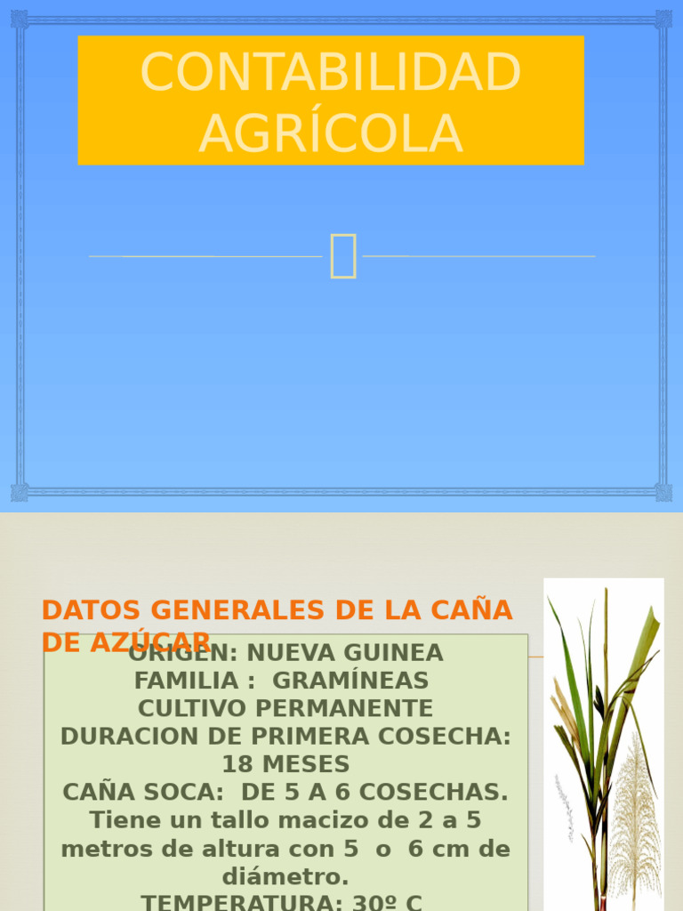 Proceso De Cultivo Y Cosecha De Caña De Azúcar Pdf Caña De Azúcar 7135