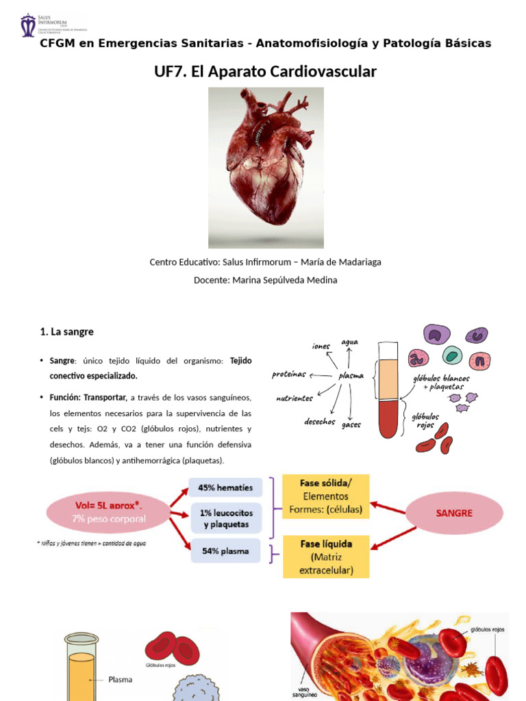 UF7. El Aparato Cardiovascular (Red) | PDF | Corazón | Ventrículo (corazón)