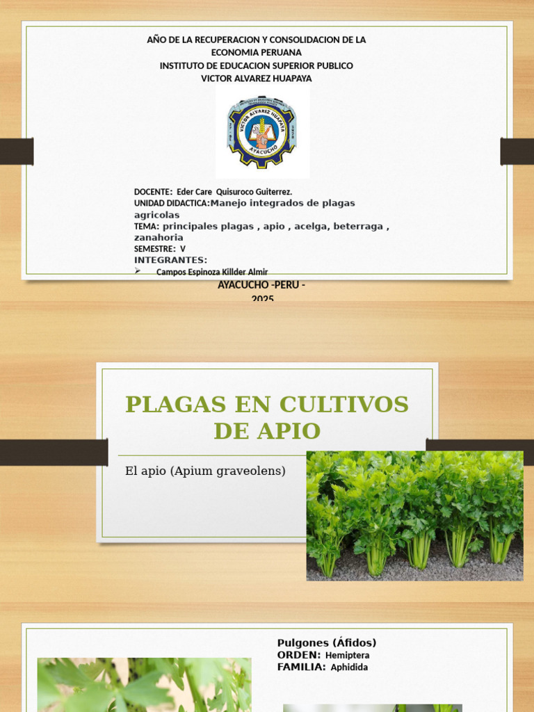 Plagas del Apio y Acelga | PDF