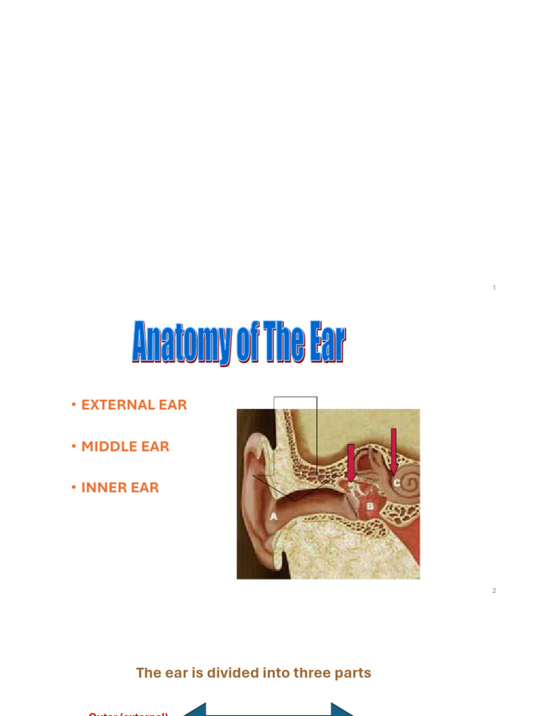 Anatomy of the Human Ear Explained | PDF | Ear | Primate Anatomy
