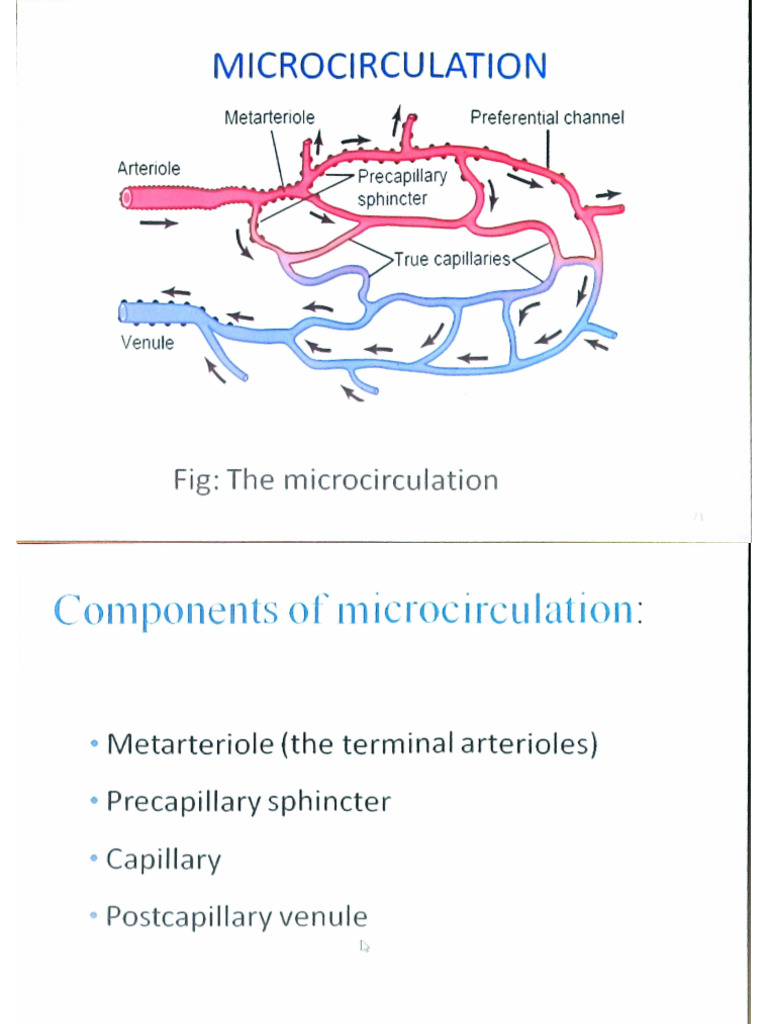 Physio Microcirculation | PDF
