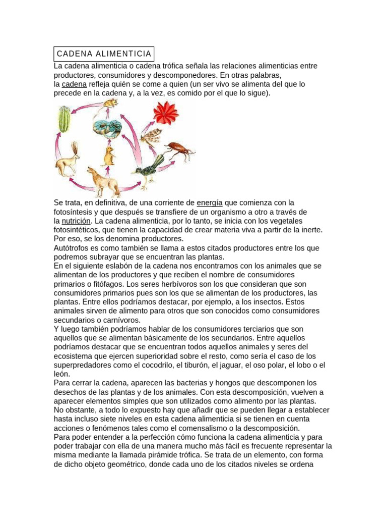 Cadena Alimenticia y Dietas Vegetarianas | PDF | Veganismo | Dieta