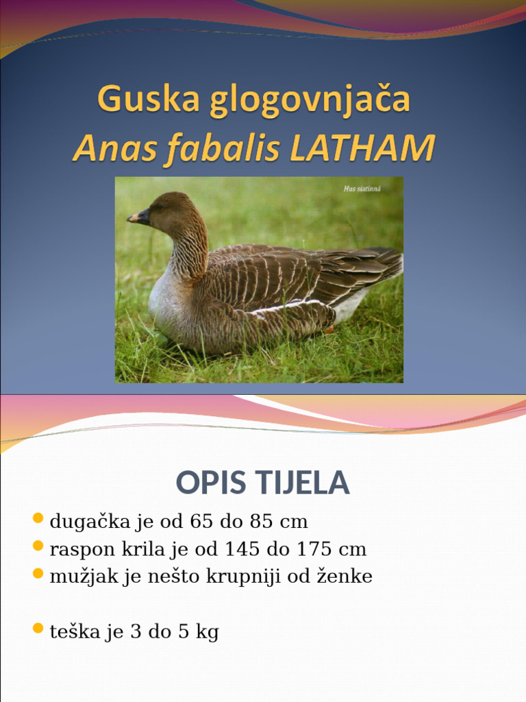 Guska Glogovnjača - Anas Fabalis LATHAM | PDF