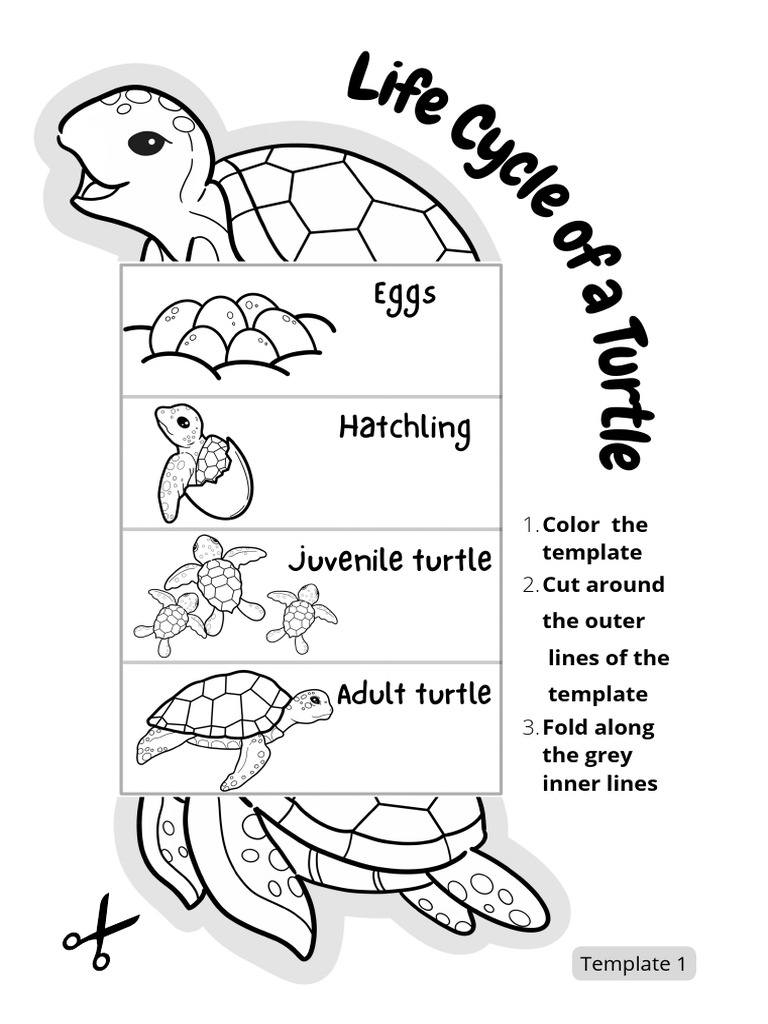 Turtle Life Cycle | PDF