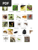 Vocabulario Insectos | PDF