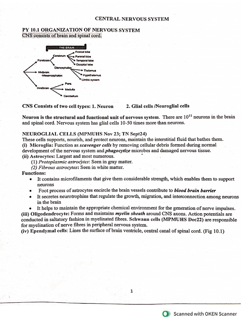 Cns | PDF