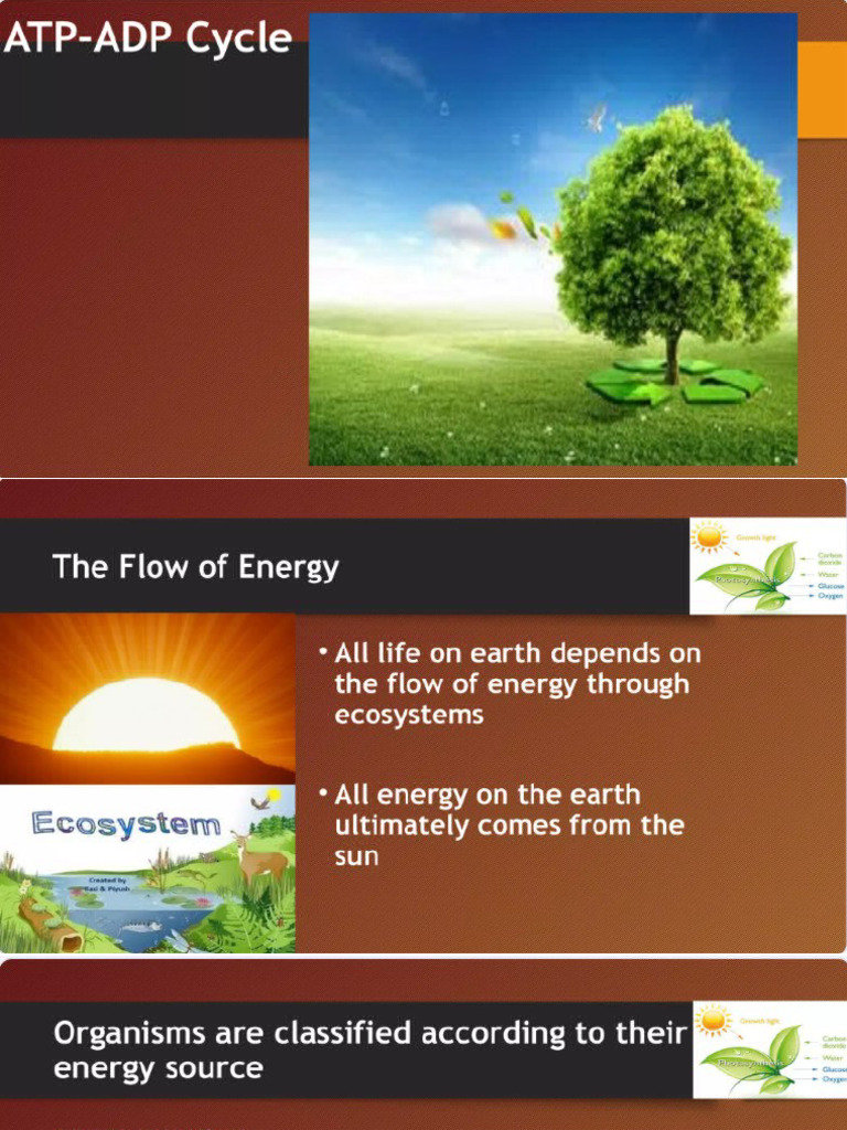 Atp Adp Cycle Photosynthesis | PDF
