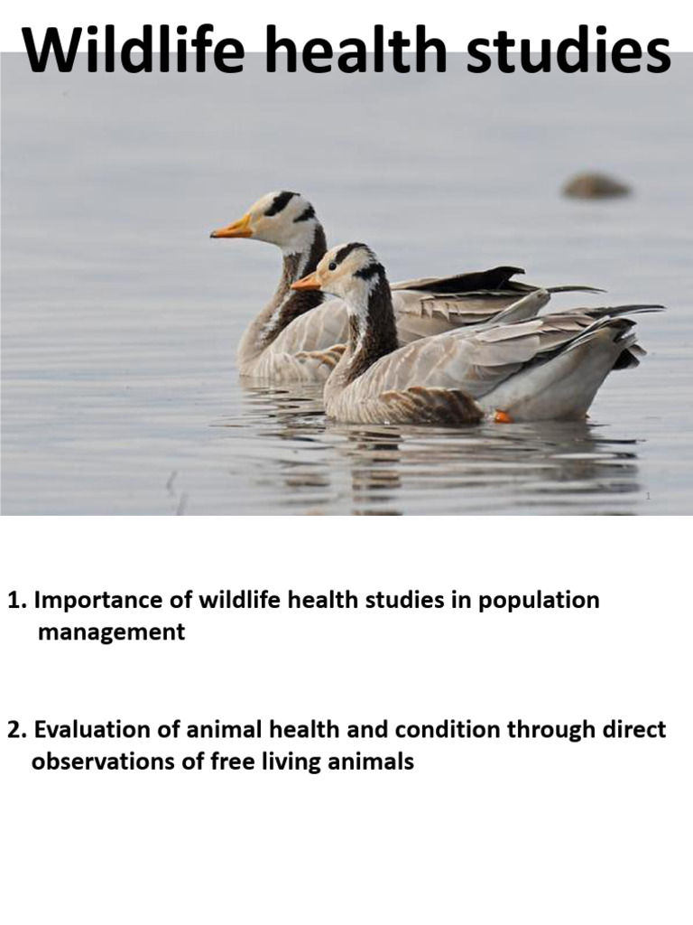 Wildlife Health Studies Overview | PDF | Influenza A Virus Subtype H1 ...