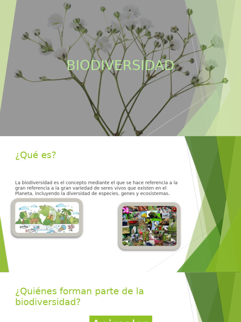 Bio Divers I Dad | PDF