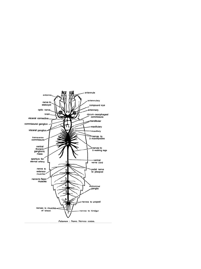 Zoology Minor Practical Sem 1 | PDF | Human Anatomy | Nervous System
